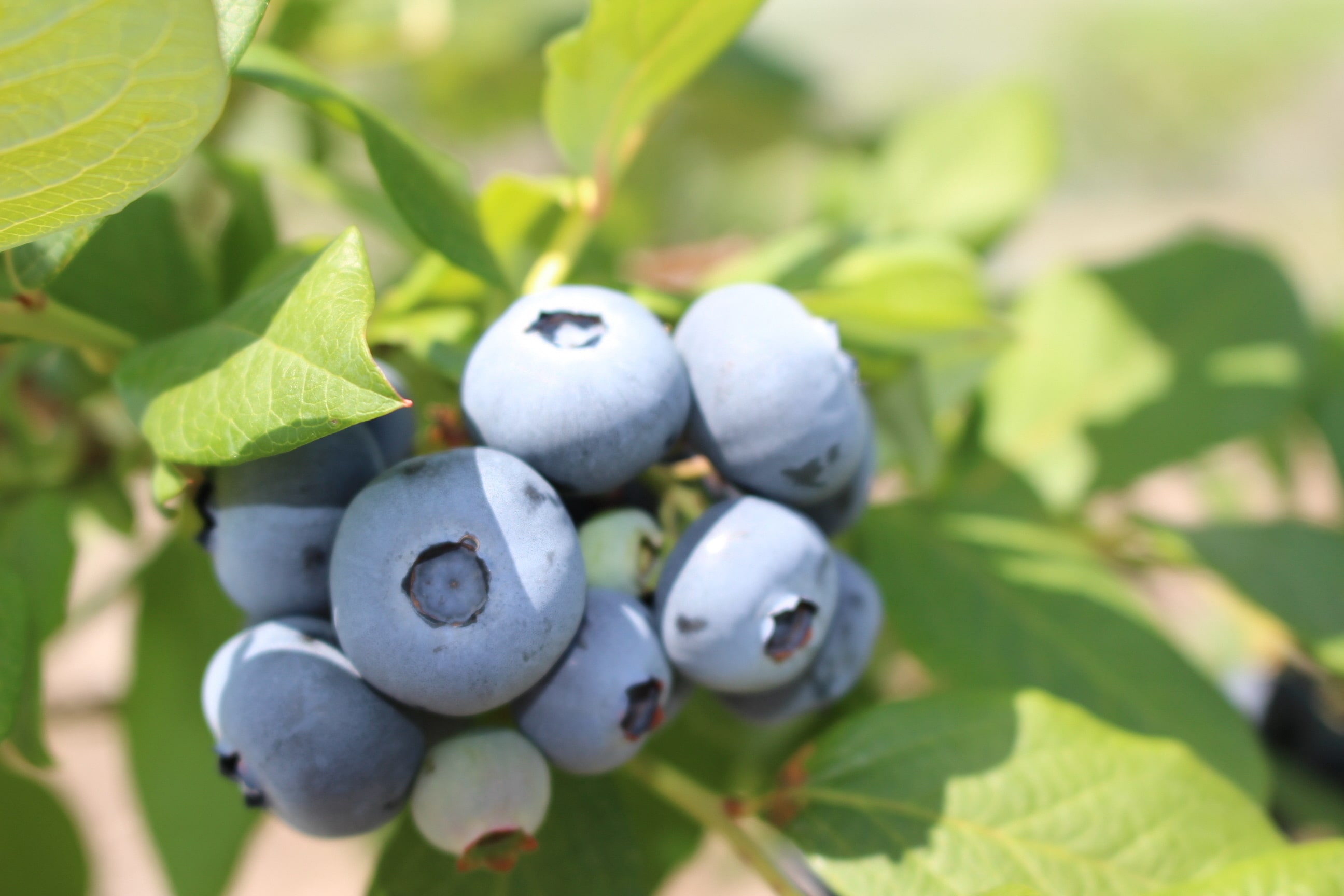 About blueberries in Gunma prefecture | Japan Fruits - Information on ...