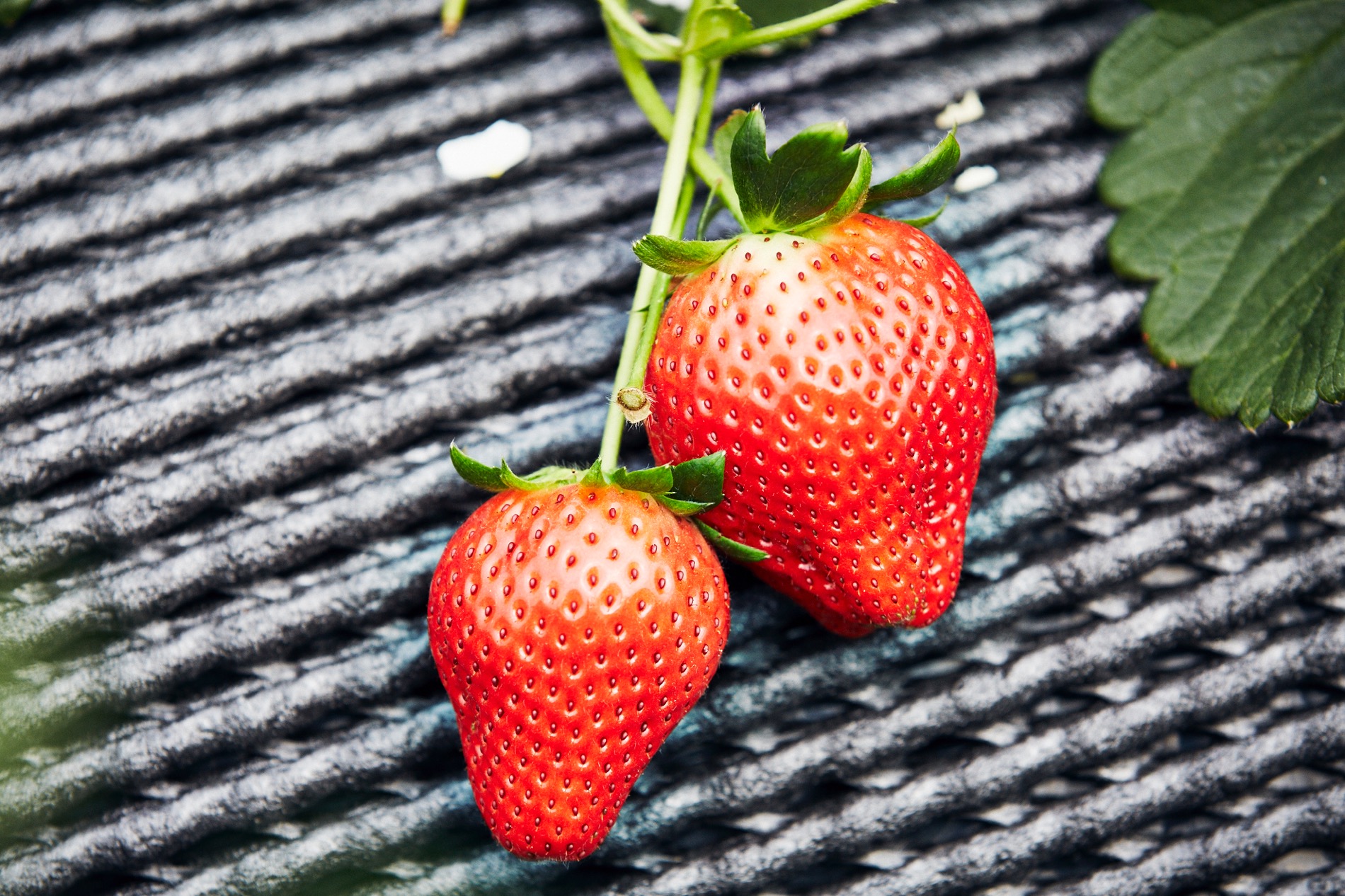 Nikko Strawberry Park | Japan Fruits - Information on Fruit and Fruit ...