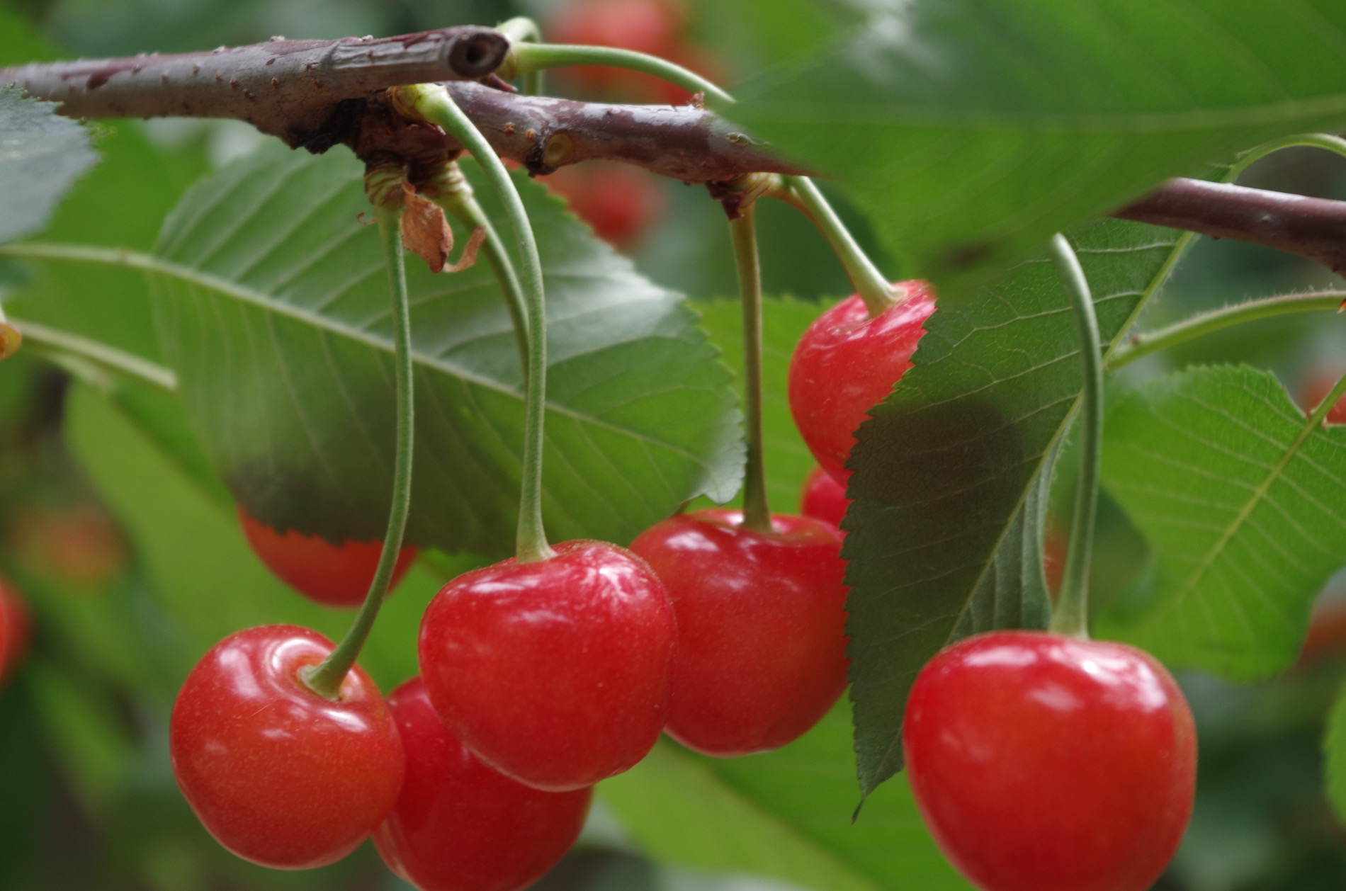 Hakusan Orchards | Japan Fruits - Information on Fruit and Fruit ...