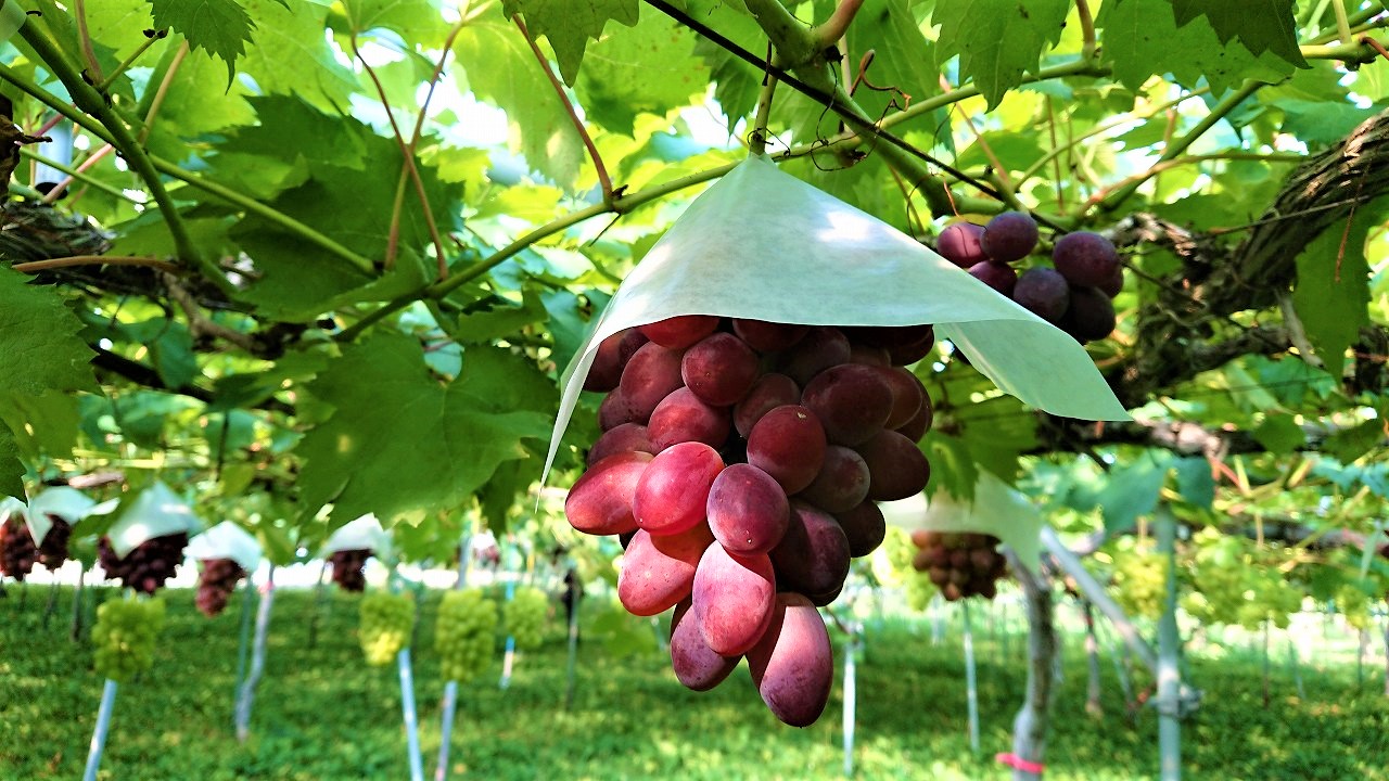 Fruit Sato | Japan Fruits - Information on Fruit and Fruit Picking ...