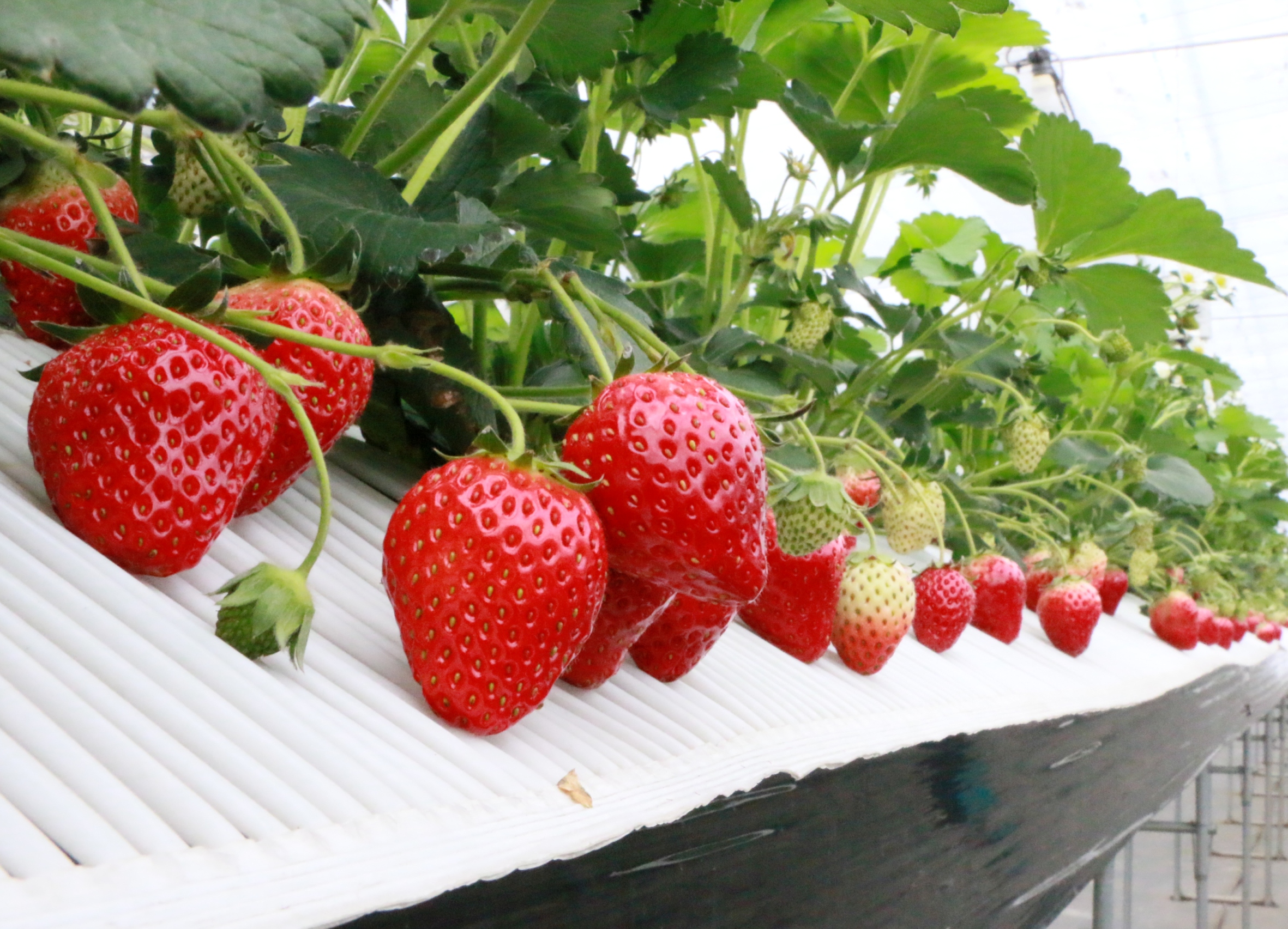Large, Sweet, And Juicy! Tohoku Strawberries And How To Pick The Best ...