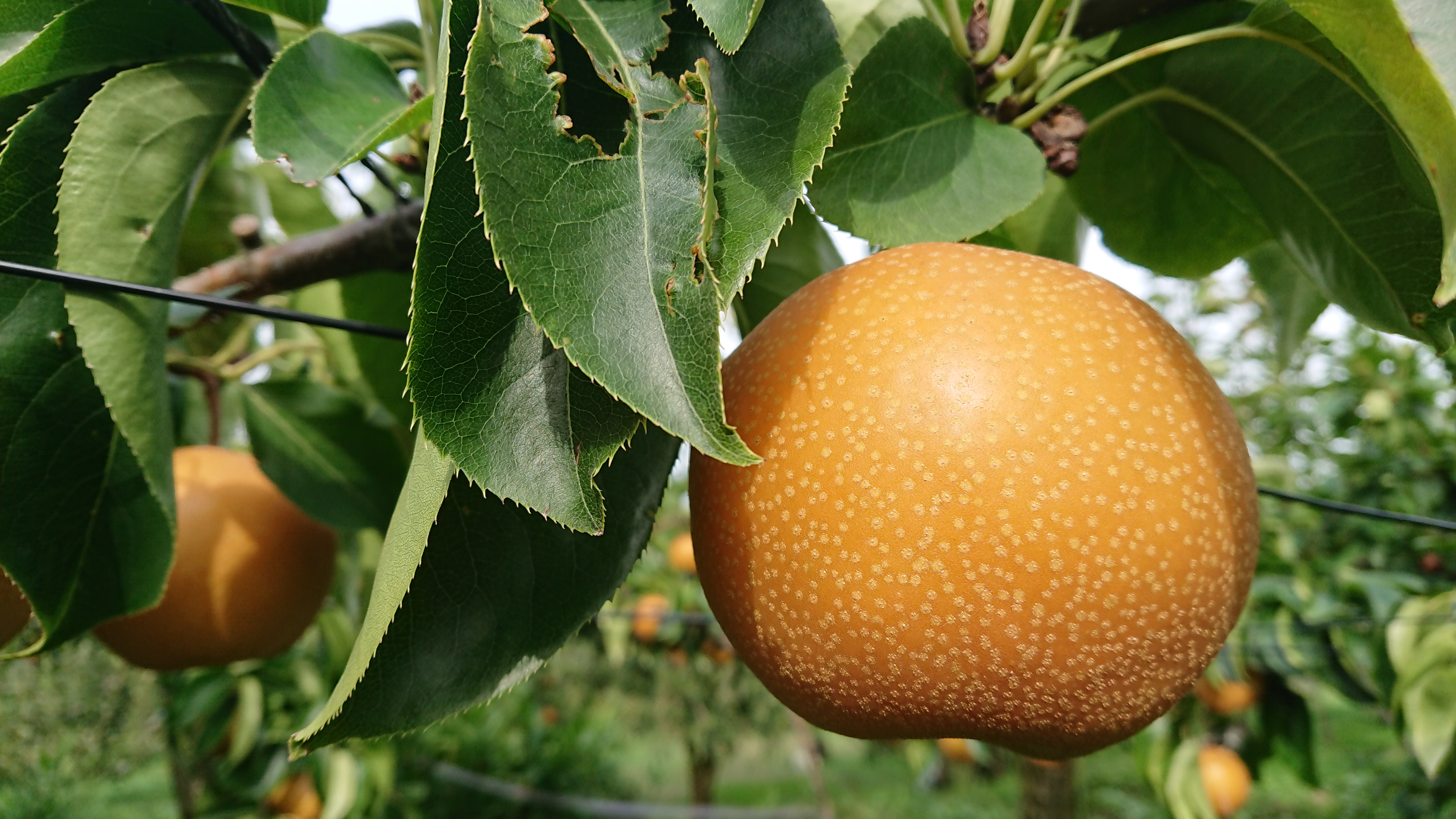 Nagawa Agriculture Tourist Information Center | Japan Fruits ...