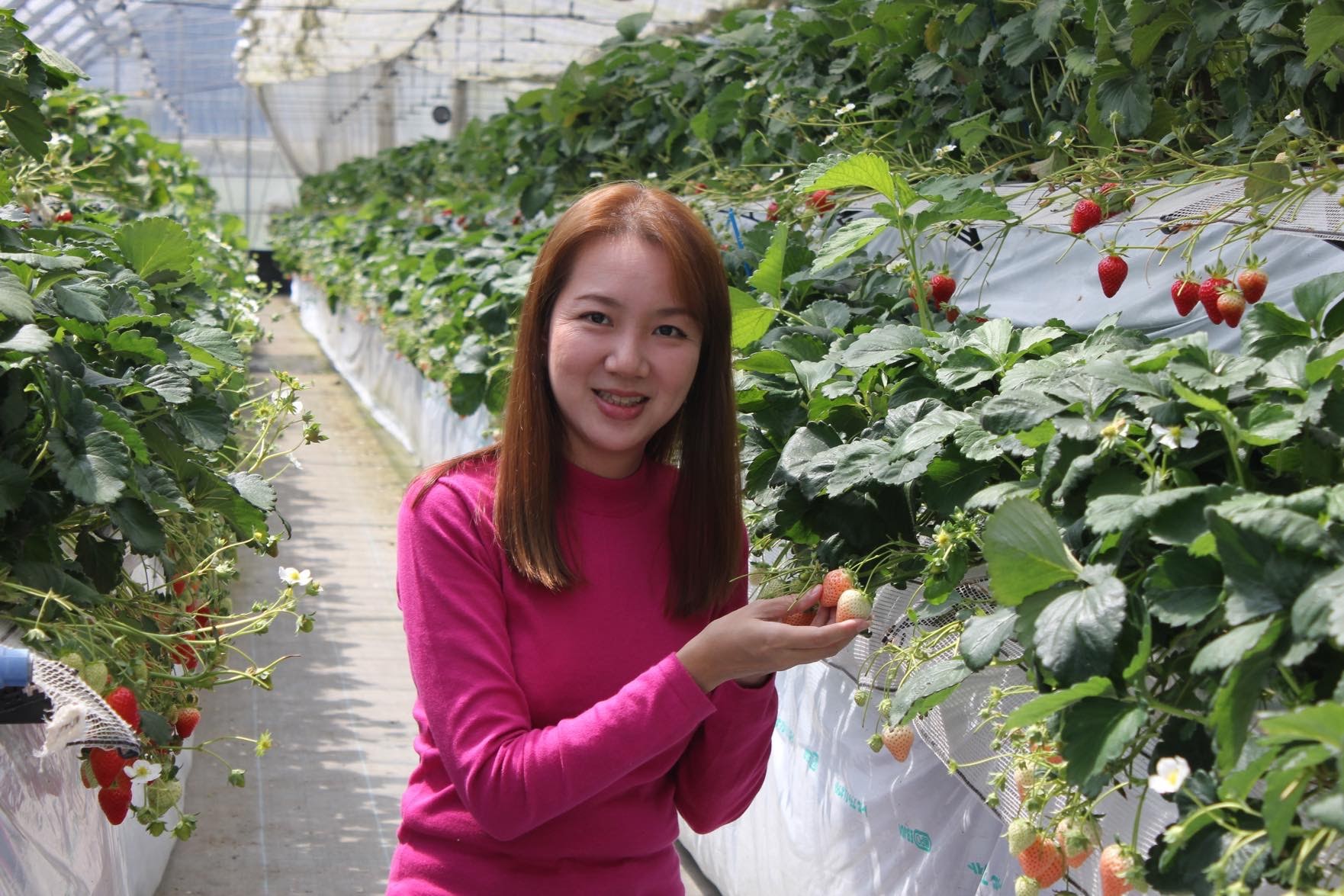 Chikushino Strawberry Farm | Japan Fruits - Information on Fruit and ...