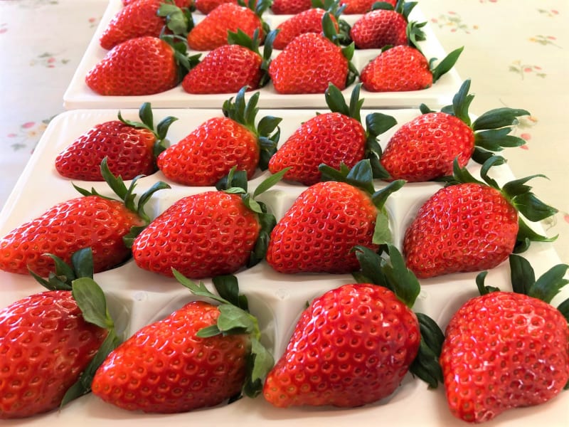 Farm FUMI | Japan Fruits - Information on Fruit and Fruit Picking ...