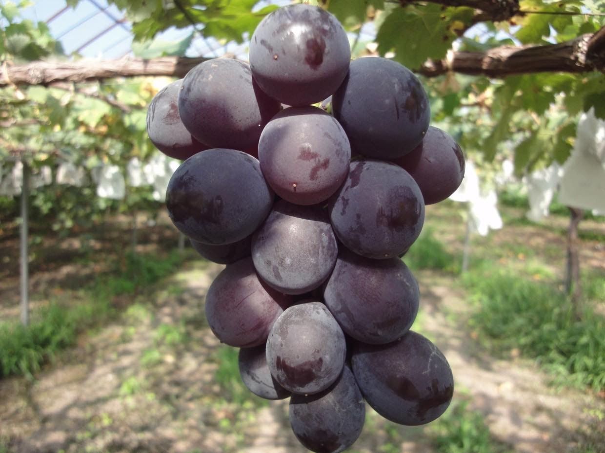 Nakano Fruit Farm | Japan Fruits - Information on Fruit and Fruit ...