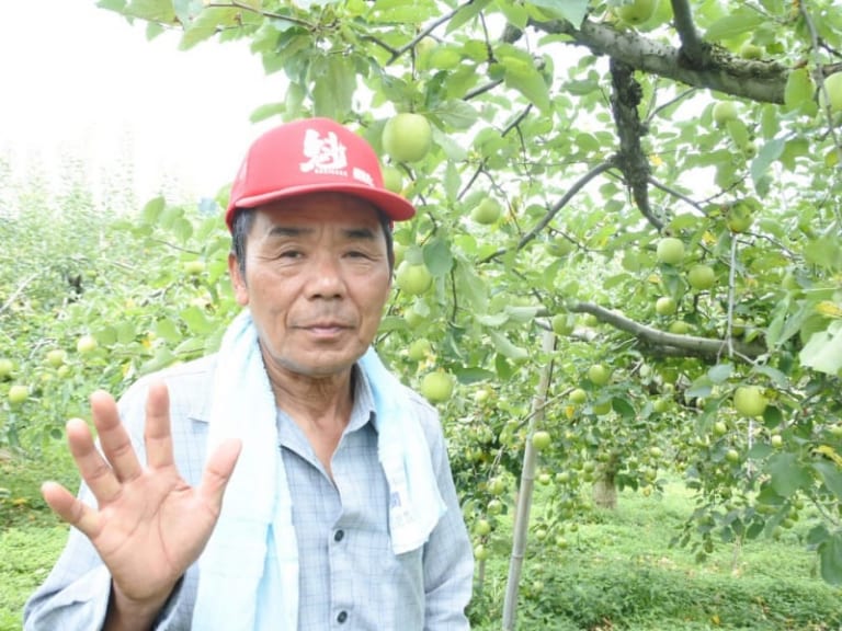 Peaches | Japan Fruits - Information on Fruit and Fruit Picking ...