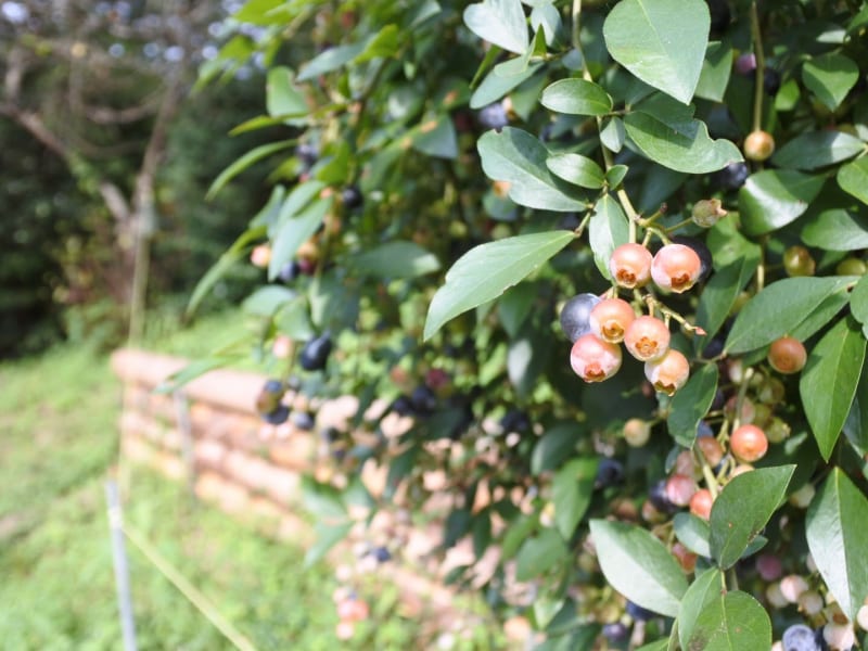 Okayama Farmers Market North Village | Japan Fruits - Information on ...