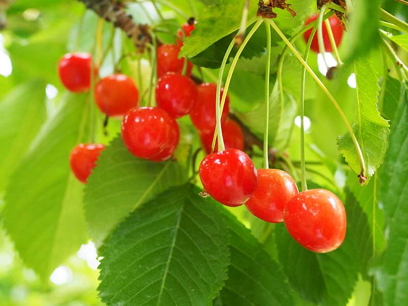 Takiguchi Sightseeing Orchard | Japan Fruits - Information on Fruit and ...