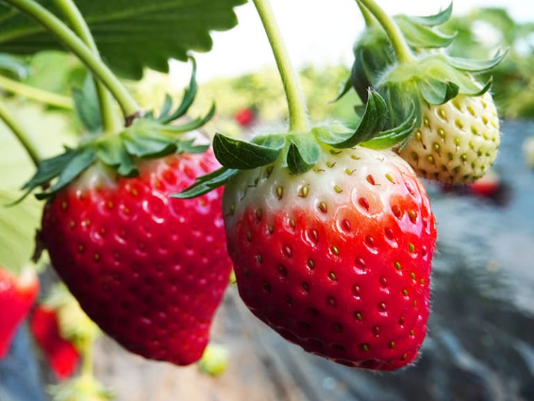 Experience Fruit Picking in Japan - Japan Fruits - Information on Fruit ...