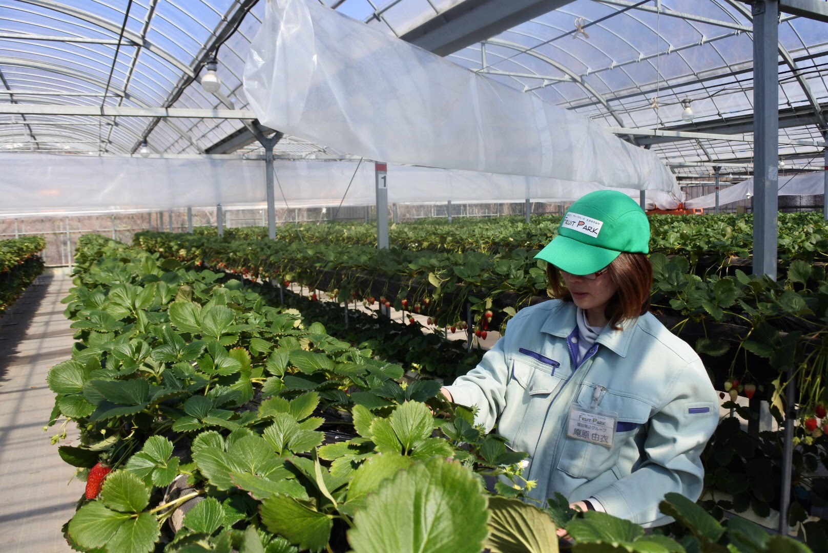 Hamamatsu Fruit Park Tokinosumika | Japan Fruits - Information on Fruit ...