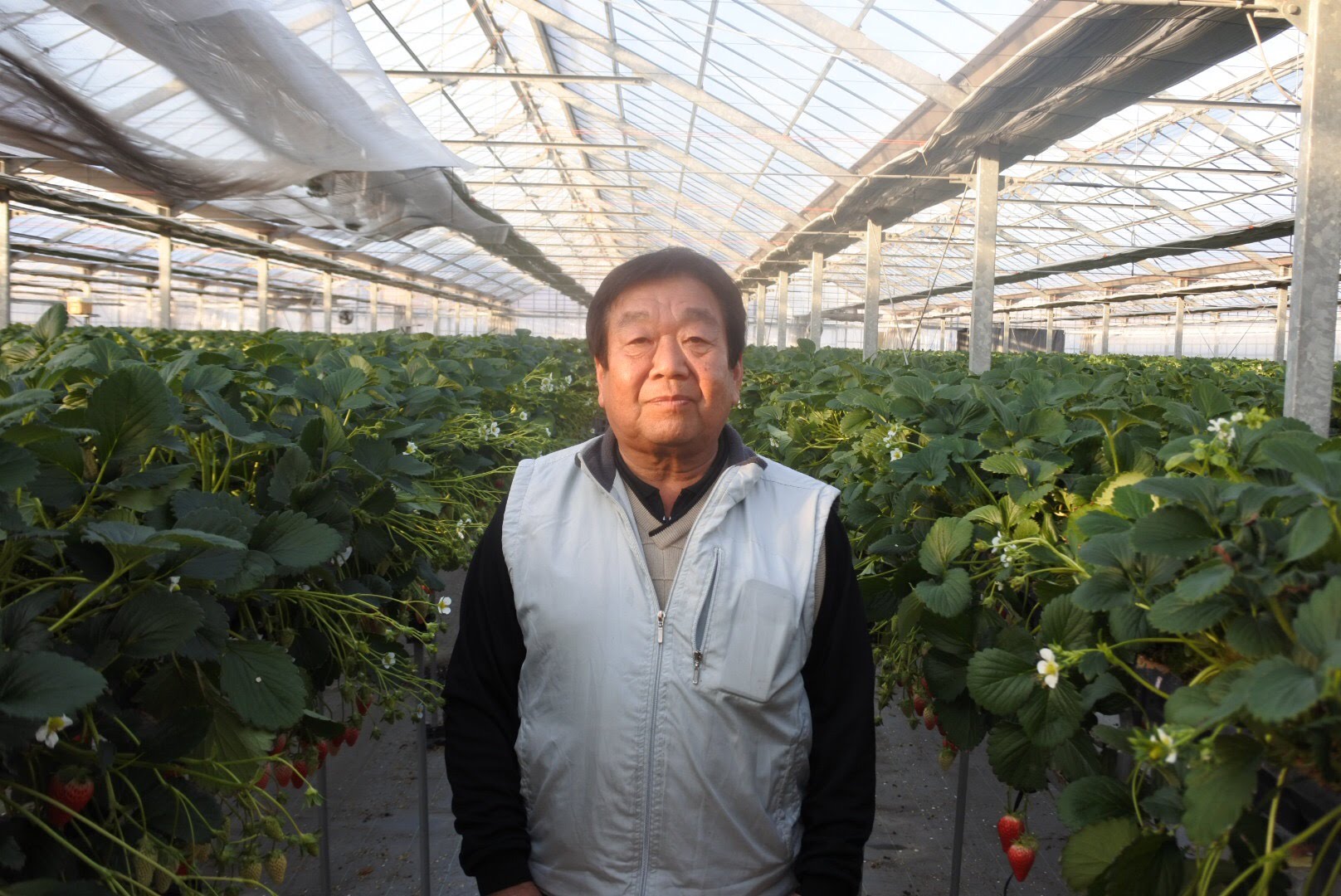 Japan Berry | Japan Fruits - Information on Fruit and Fruit Picking ...