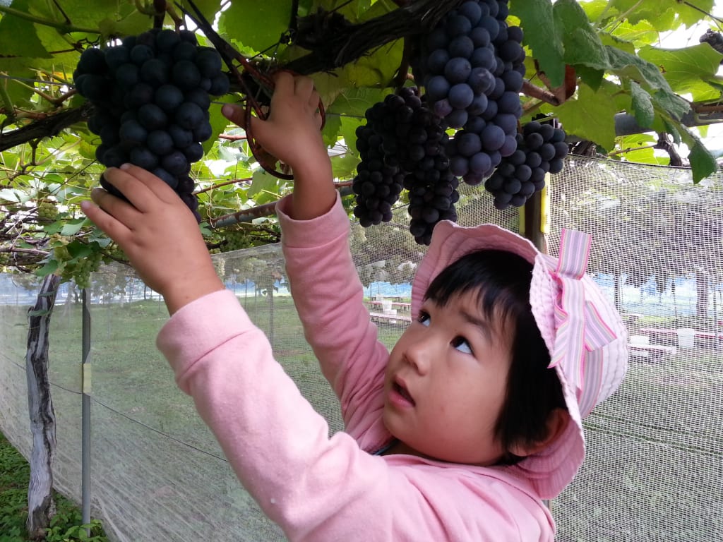 Japanese Pears | Japan Fruits - Information on Fruit and Fruit Picking ...