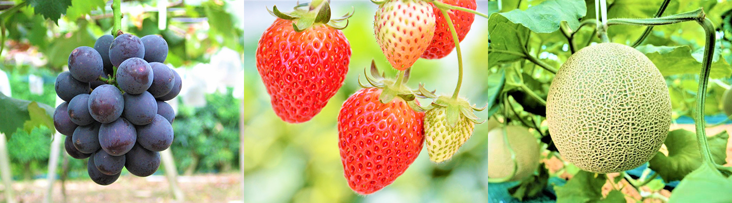 The Delicious Fruit of Aichi – Special Feature | Japan Fruits ...