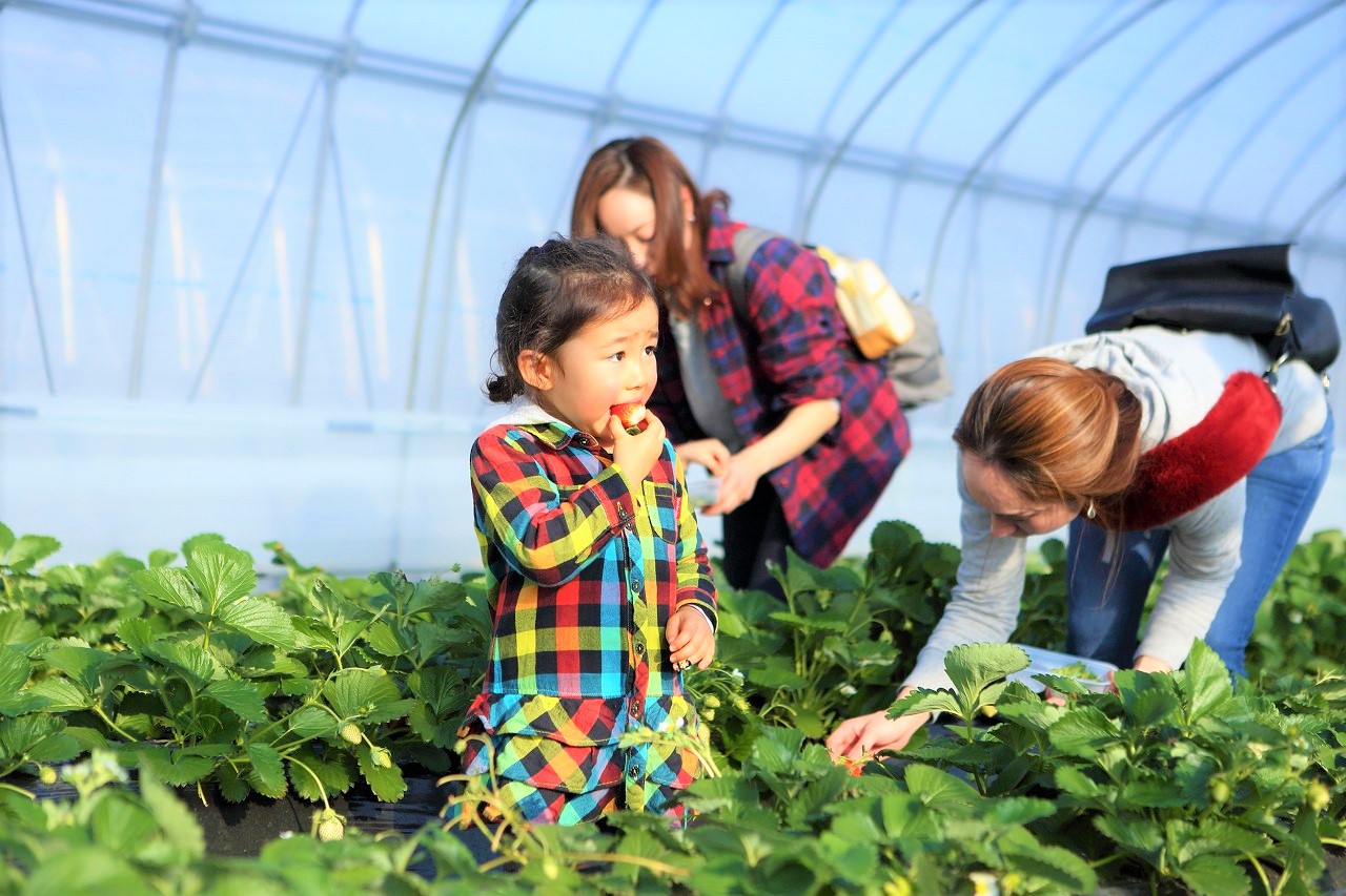 Mibu Strawberry Farm | Japan Fruits - Information on Fruit and Fruit ...