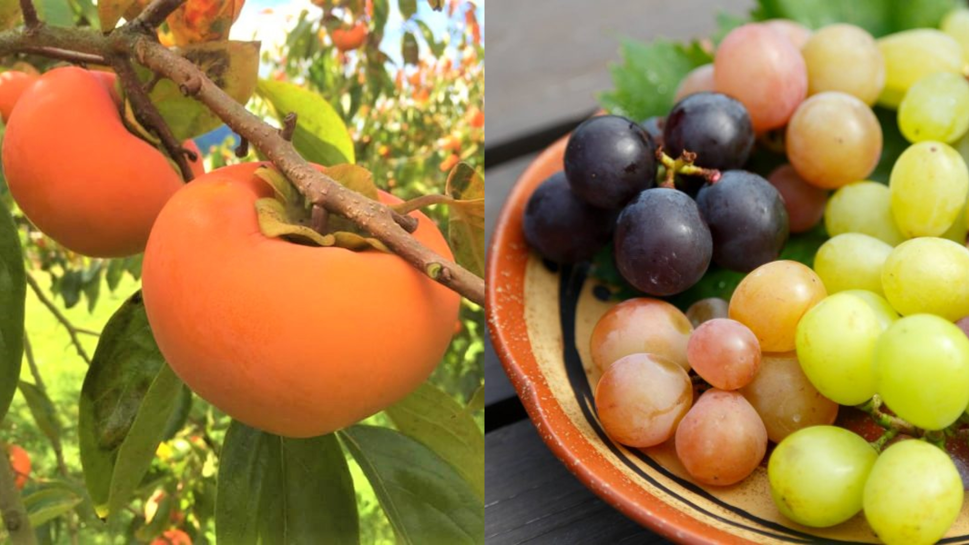 Fukuoka – The Nearest Tourist Farms to Asia! | Japan Fruits ...