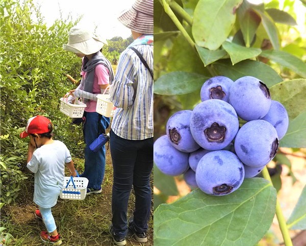 Farm FUMI | Japan Fruits - Information on Fruit and Fruit Picking ...