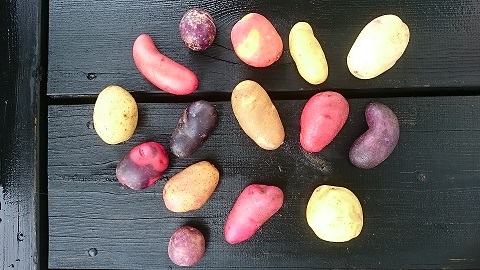 Tokachi Girls Farm | Japan Fruits - Information on Fruit and Fruit ...