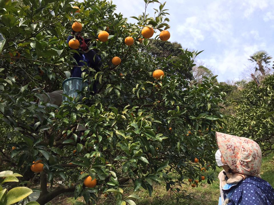 Experience Fruit Picking in Japan - Japan Fruits - Information on Fruit ...