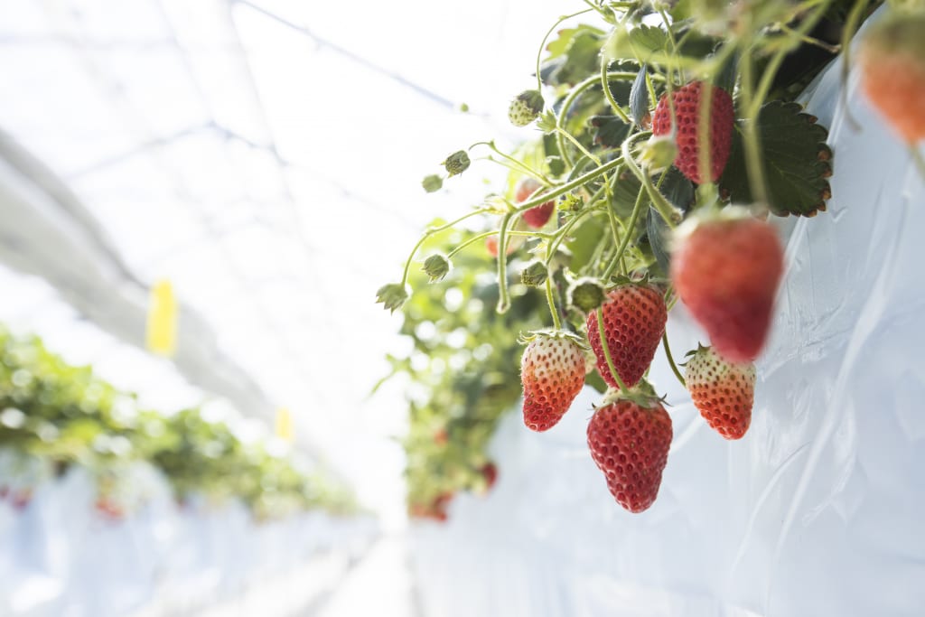 Kawagoe: Strawberry Picking In An Edo Townscape Just One Hour From ...