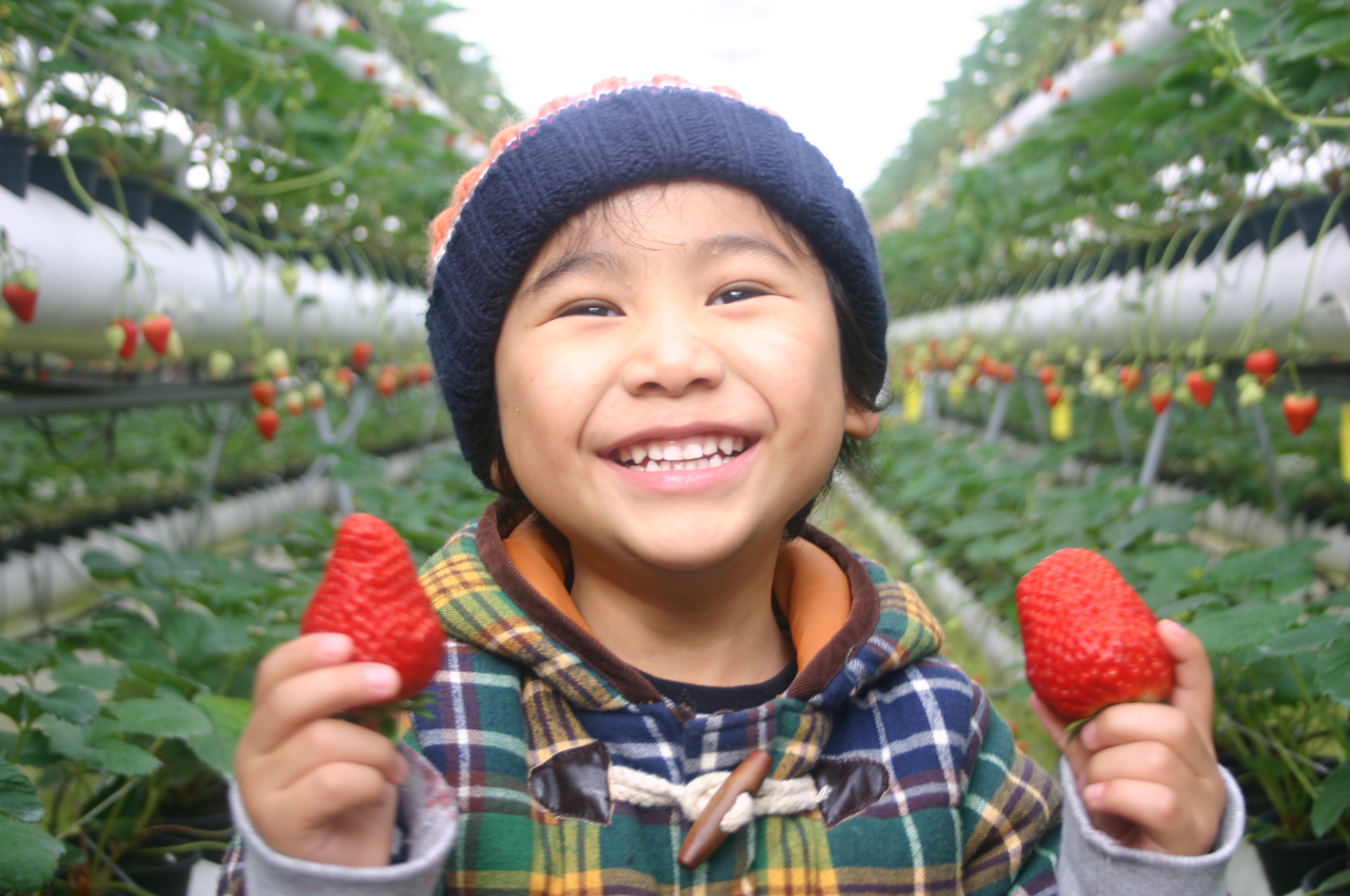 Aso Health Farm | Japan Fruits - Information on Fruit and Fruit Picking ...