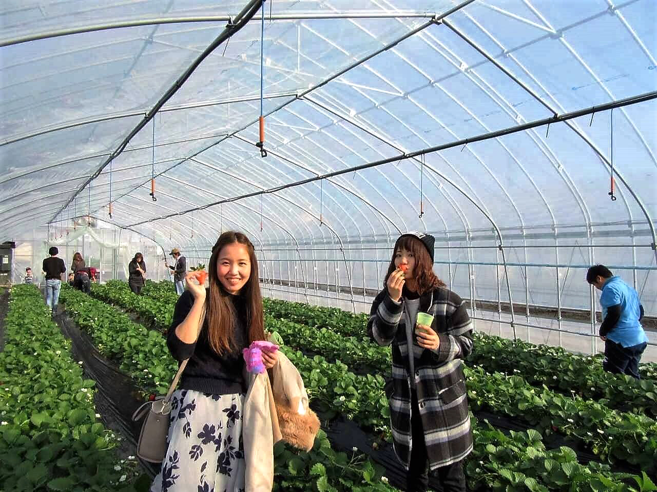 Komochi Strawberry Farm | Japan Fruits - Information on Fruit and Fruit ...