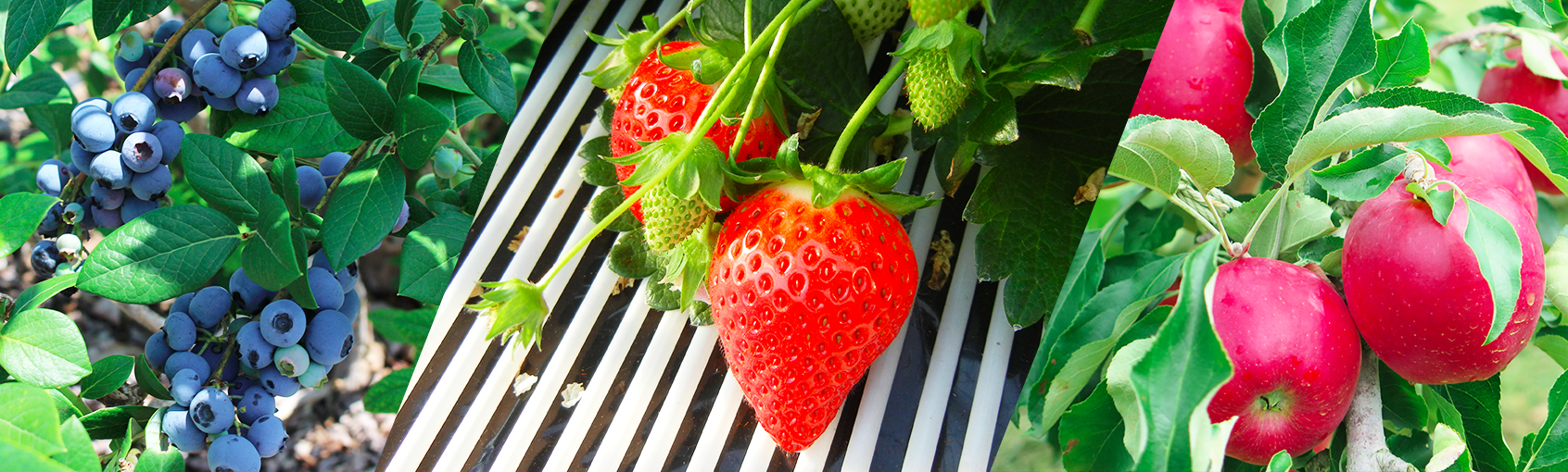 Gunma Special Feature | Japan Fruits - Information on Fruit and Fruit ...