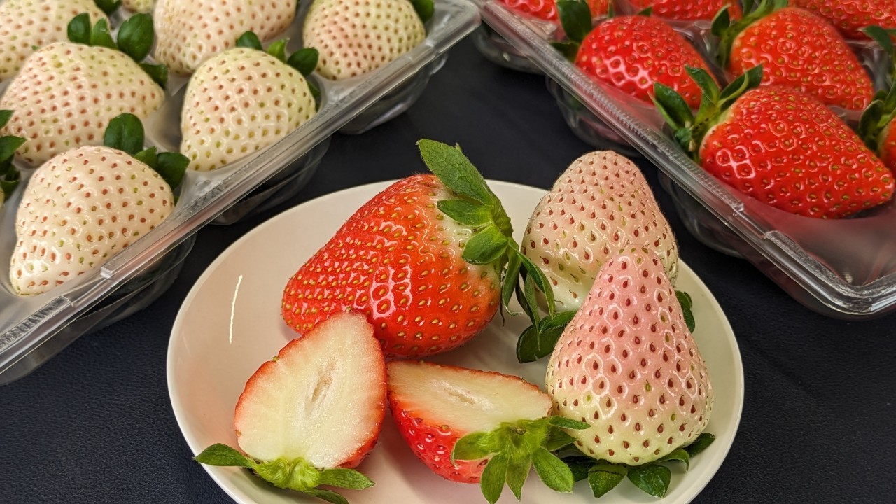 ITADAKI FARM OGORI | Japan Fruits - Information on Fruit and Fruit ...