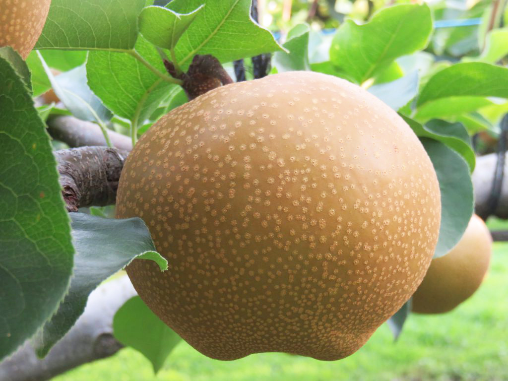 Japan Fruits - 日本のフルーツ狩り・フルーツ情報サイト
